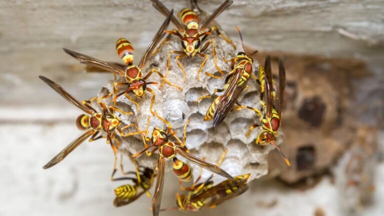 Subterranean Paper Wasps in the Texas Hill Country | Hitman Pest Control